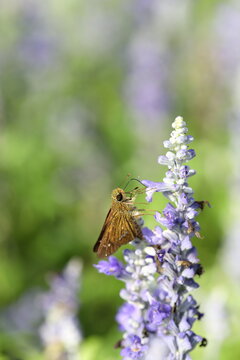 Parnara-Bilder: Stock-Fotos & -Videos. | Adobe Stock