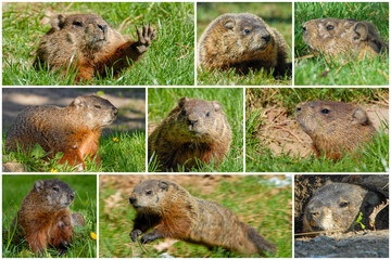 15+ Free Groundhog Photographs | Free HD Downloads - Pikwizard
