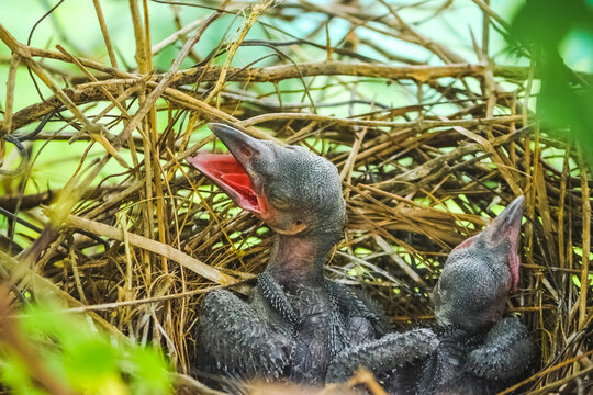 Fluffy Baby Crow