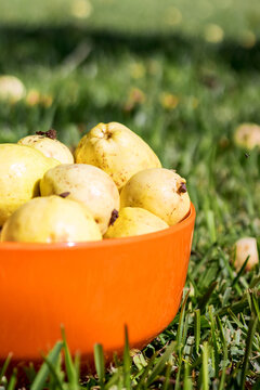 32 BEST Frood IMAGES, STOCK PHOTOS & VECTORS | Adobe Stock