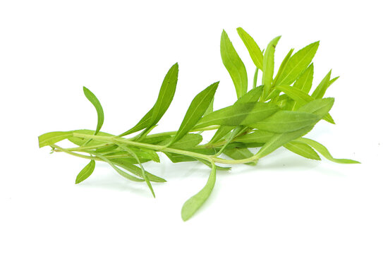 รูปภาพTarkhun – เลือกดูภาพถ่ายสต็อก เวกเตอร์ และวิดีโอ435 | Adobe Stock