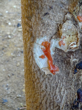 "Moringa Tree" Images – Browse 352 Stock Photos, Vectors, and Video ...