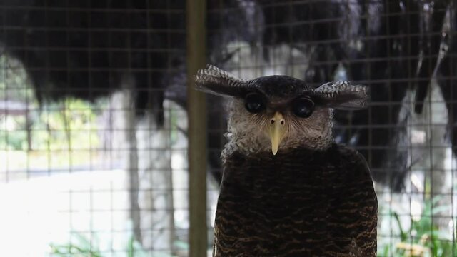 Sumatranus Bilder – Durchsuchen 360 Archivfotos, Vektorgrafiken und ...