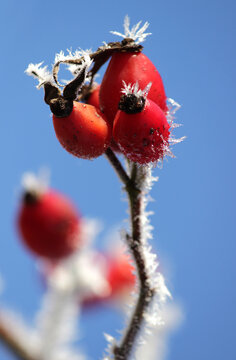 Hiffen Bilder – Durchsuchen 326 Archivfotos, Vektorgrafiken und Videos ...
