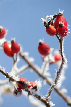 「Hiffen」の画像 - 318 件の Stock 写真、ベクターおよびビデオ | Adobe Stock
