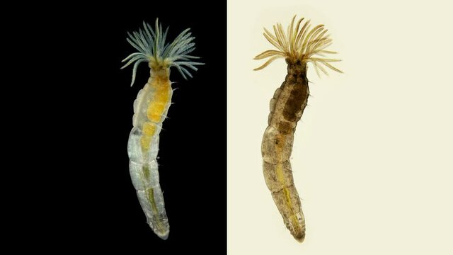 Sabellida Imagens – Procure 559 fotos, vetores e vídeos | Adobe Stock