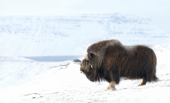 Musk Ox In The Arctic Tundra