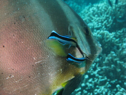 Putzerfisch Bilder – Durchsuchen 3,099 Archivfotos, Vektorgrafiken und ...