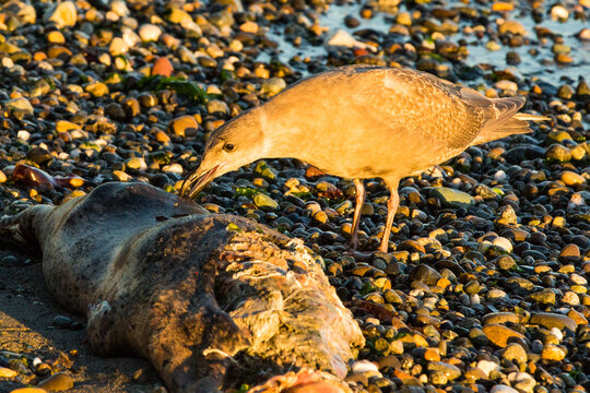 รูปภาพScavenge – เลือกดูภาพถ่ายสต็อก เวกเตอร์ และวิดีโอ29,886 | Adobe Stock