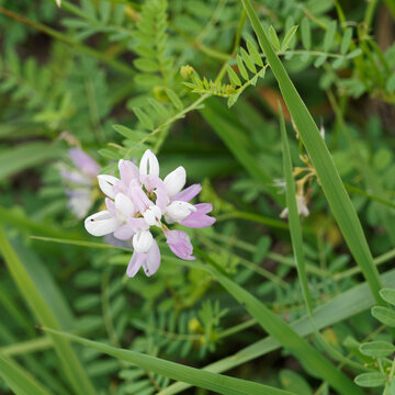 "Zygomorphe Bilder – Durchsuchen 154 Archivfotos, Vektorgrafiken und ...