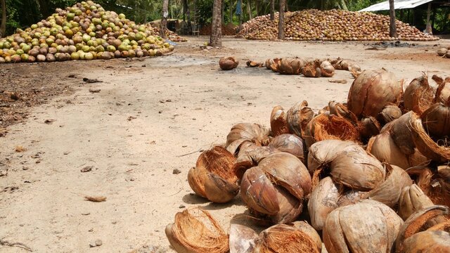 "Coconut Pulp" Images – Browse 495 Stock Photos, Vectors, and Video ...