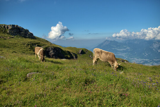 Huftiere bilder – Bläddra bland 2,047 stockfoton, vektorer och videor ...