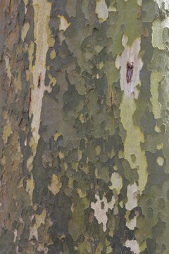 รูปภาพPlatanen – เลือกดูภาพถ่ายสต็อก เวกเตอร์ และวิดีโอ941 | Adobe Stock