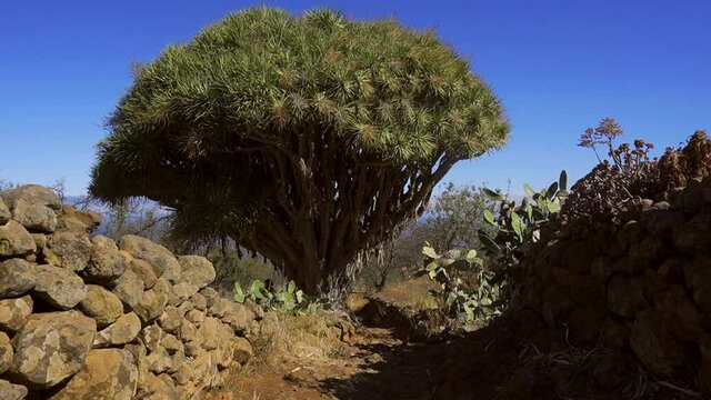 "Dragon Tree" Images – Browse 3,800 Stock Photos, Vectors, and Video ...