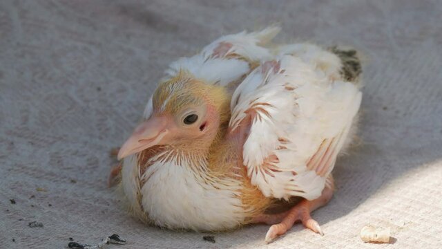 "Pigeon Chick" Images – Browse 107 Stock Photos, Vectors, and Video ...