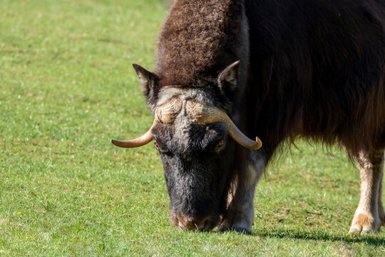 Ochse bilder – Bläddra bland 4,873 stockfoton, vektorer och videor ...