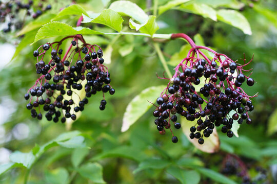 Holunderbeere Images – Browse 307 Stock Photos, Vectors, and Video ...