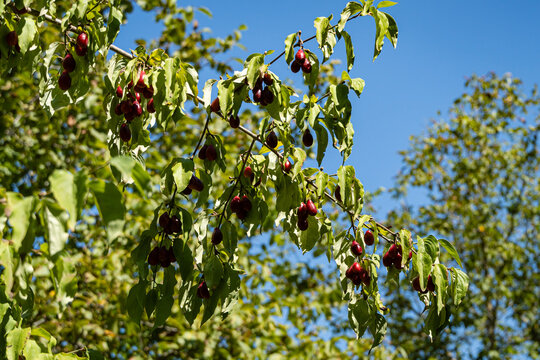 Dogberry-Tree Images – Parcourir 262 le catalogue de photos, vecteurs ...