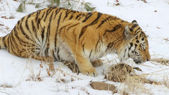 Retching Images – Browse 110,402 Stock Photos, Vectors, and Video ...