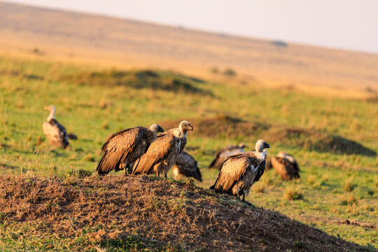 「Aasgeier」の画像 - 265 件の Stock 写真、ベクターおよびビデオ | Adobe Stock