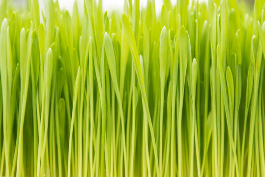 Wheatgrass Background Images – Browse 12,115 Stock Photos, Vectors, and ...