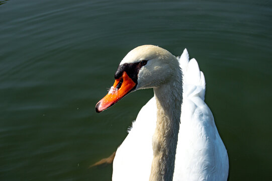รูปภาพOca – เลือกดูภาพถ่ายสต็อก เวกเตอร์ และวิดีโอ6,713 | Adobe Stock