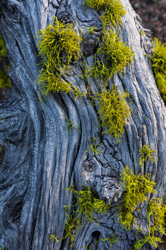 Mossed Images – Browse 1,288,658 Stock Photos, Vectors, and Video ...