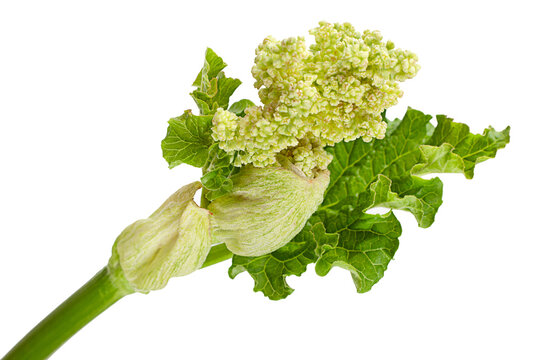 รูปภาพRubarb – เลือกดูภาพถ่ายสต็อก เวกเตอร์ และวิดีโอ2,390 | Adobe Stock