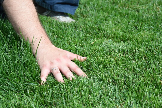 รูปภาพGrass-Cutter – เลือกดูภาพถ่ายสต็อก เวกเตอร์ และวิดีโอ3,938 ...