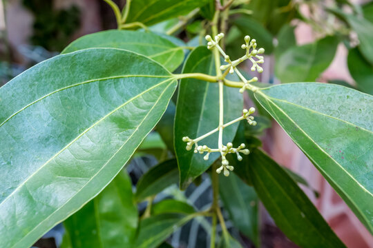 รูปภาพCannelier – เลือกดูภาพถ่ายสต็อก เวกเตอร์ และวิดีโอ128 | Adobe Stock