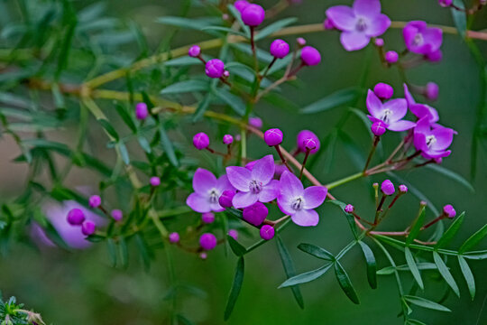 Boronia Images – Browse 453 Stock Photos, Vectors, and Video | Adobe Stock