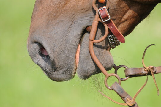 Pferdegebiss Bilder – Durchsuchen 4,215 Archivfotos, Vektorgrafiken und ...