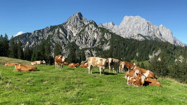 Litzlalm Images – Browse 175 Stock Photos, Vectors, and Video | Adobe Stock