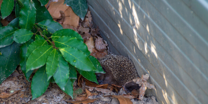 รูปภาพAculei – เลือกดูภาพถ่ายสต็อก เวกเตอร์ และวิดีโอ428 | Adobe Stock