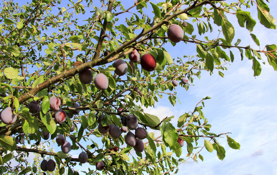 Imágenes de Prunier: descubre bancos de fotos, ilustraciones, vectores ...