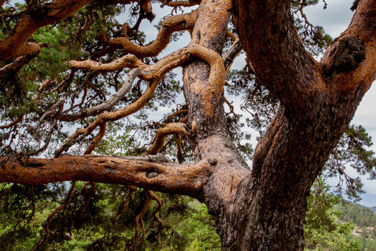 Imagens de Sylvestris – Explore Fotografias do Stock, Vetores e Vídeos ...