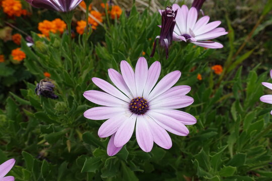 รูปภาพDimorphotheca – เลือกดูภาพถ่ายสต็อก เวกเตอร์ และวิดีโอ1,897 ...