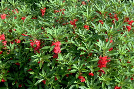 Snapweed Bilder – Durchsuchen 320 Archivfotos, Vektorgrafiken und ...