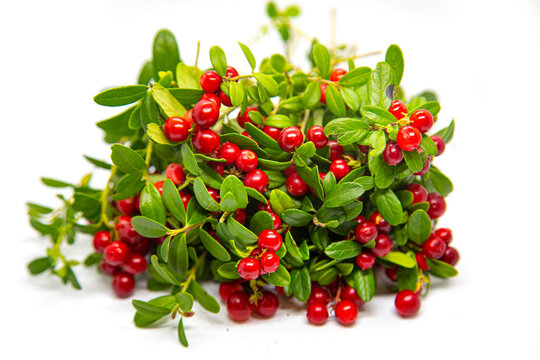 Foxberry bilder – Bläddra bland 54,113 stockfoton, vektorer och videor ...