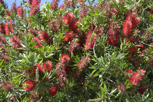 รูปภาพCallistemon – เลือกดูภาพถ่ายสต็อก เวกเตอร์ และวิดีโอ4,721 | Adobe ...