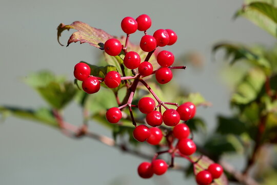 Wildbeeren Images – Parcourir 609 le catalogue de photos, vecteurs et ...