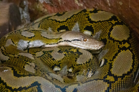 "Python Snake" Bilder – Durchsuchen 3,455 Archivfotos, Vektorgrafiken ...