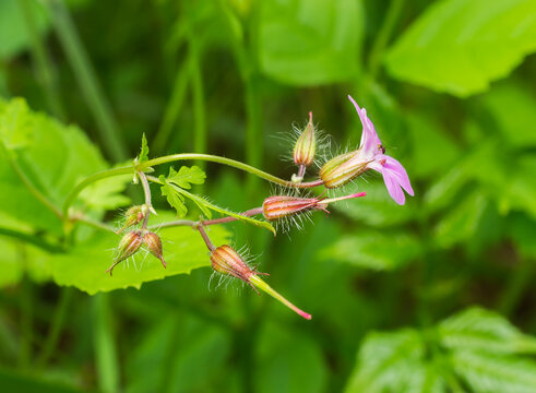 Pinwing Bilder – Durchsuchen 210 Archivfotos, Vektorgrafiken und Videos ...