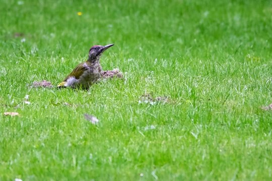 รูปภาพErdspecht – เลือกดูภาพถ่ายสต็อก เวกเตอร์ และวิดีโอ187 | Adobe Stock