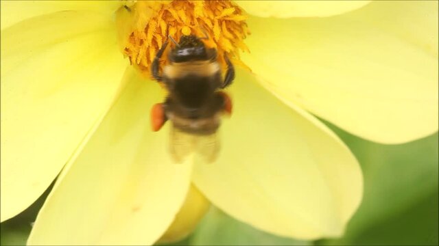 Pollon Images – Browse 338 Stock Photos, Vectors, and Video | Adobe Stock