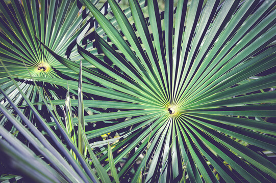 "Palm Leave" Images – Parcourir 2,034 le catalogue de photos, vecteurs ...