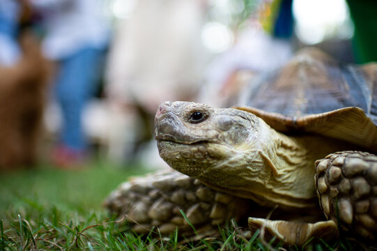 "Land Turtles" Bilder – Durchsuchen 184 Archivfotos, Vektorgrafiken und ...