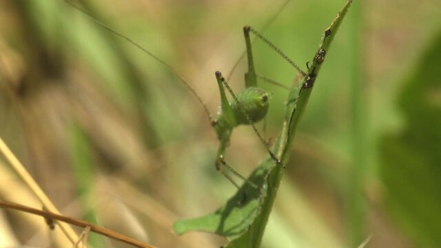 Katydid Larvae