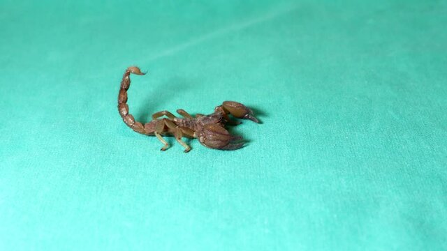 Smallest Scorpion In The World