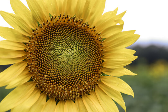 "Sunflower Closeup" Images – Browse 163 Stock Photos, Vectors, and Video | Adobe Stock